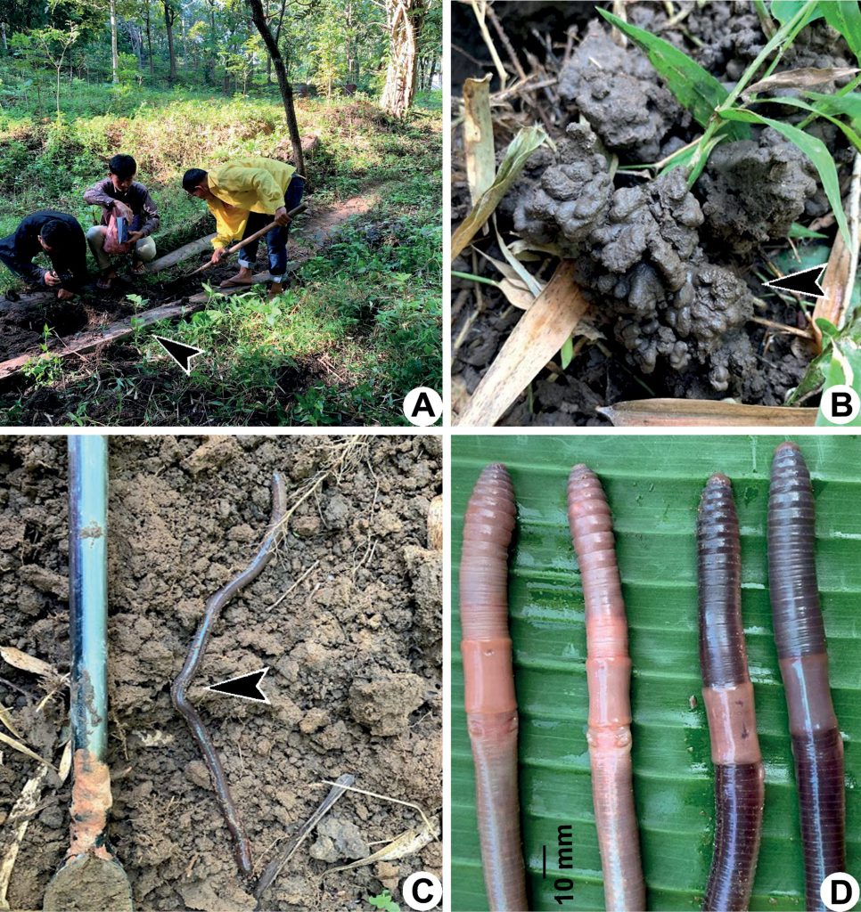 New Discovery: Four Earthworm Species Identified by Thai Research Team ...